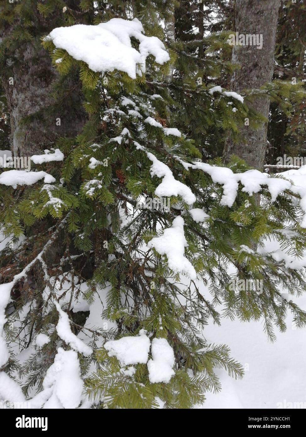 Siberian fir (Abies sibirica Stock Photo - Alamy