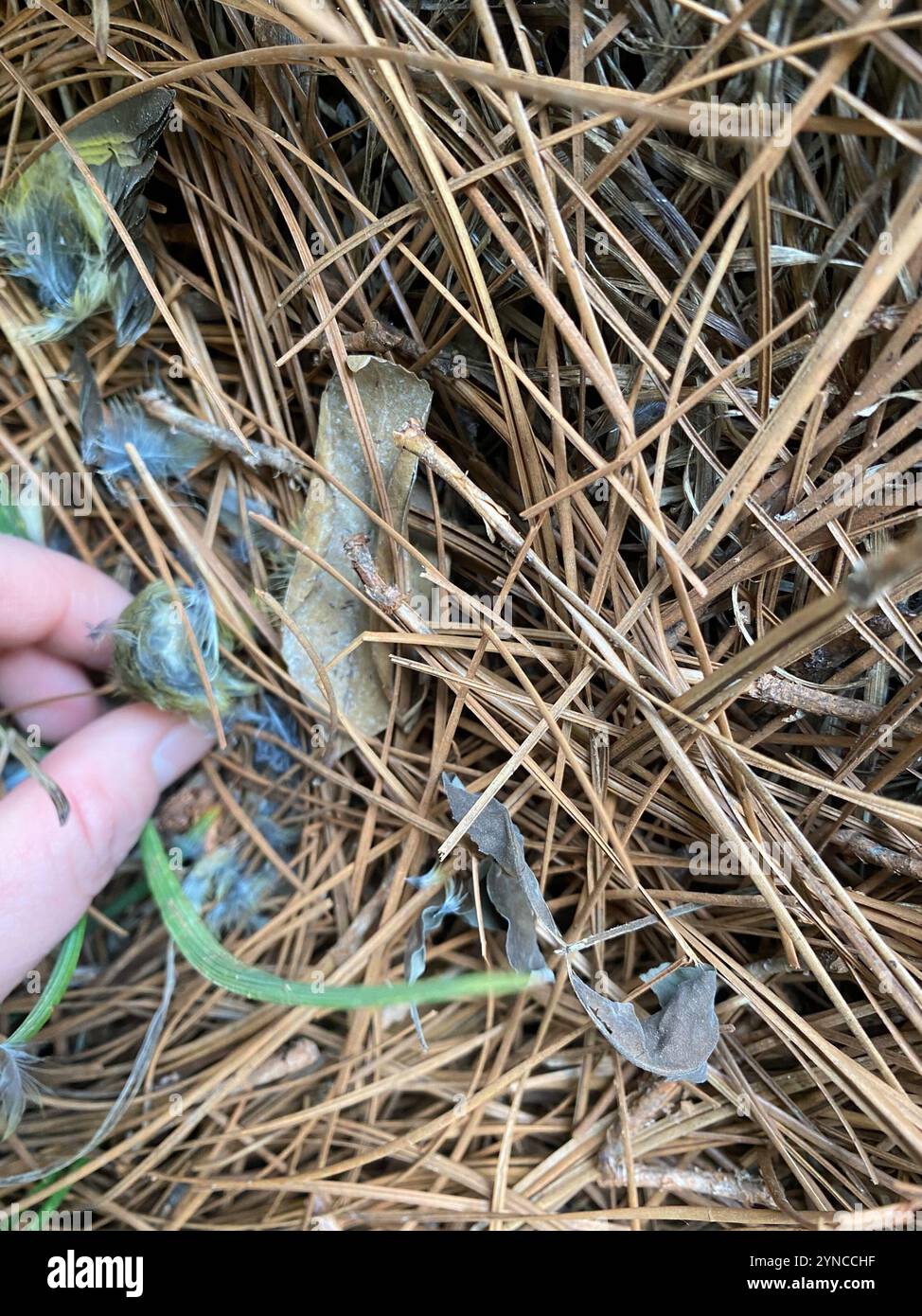 New World Warblers (Parulidae Stock Photo - Alamy