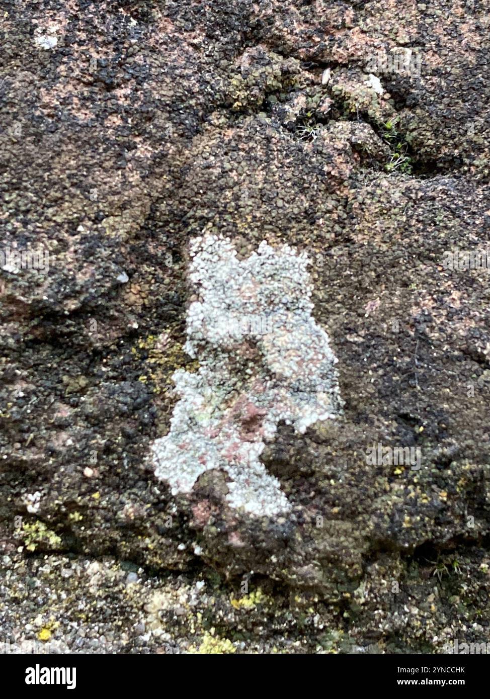 common lichens (Lecanoromycetes Stock Photo - Alamy