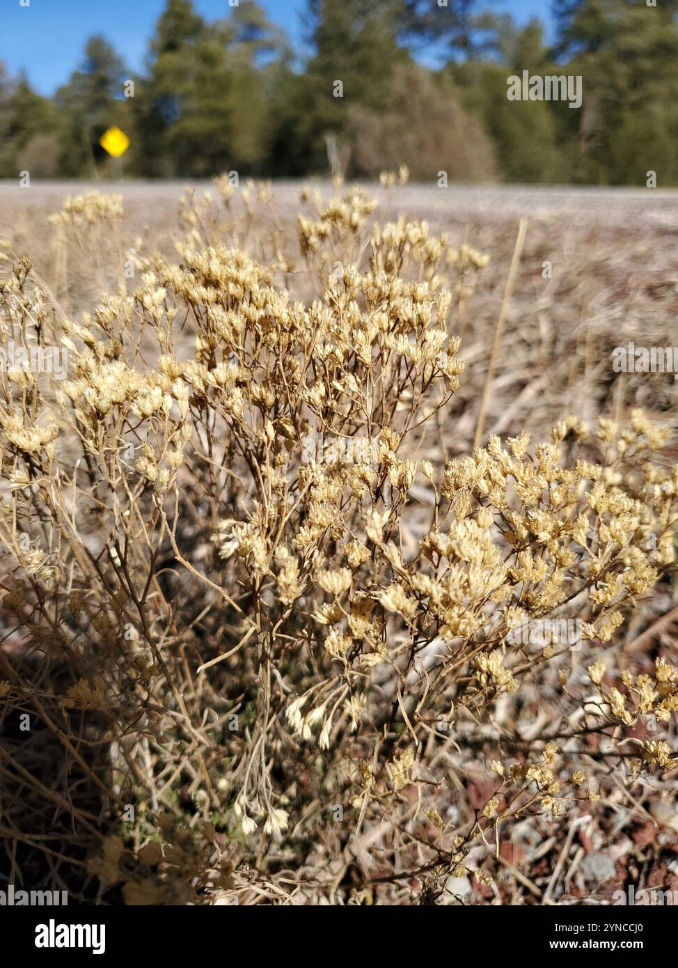 Gutierrezia sarothrae broom hi-res stock photography and images - Alamy