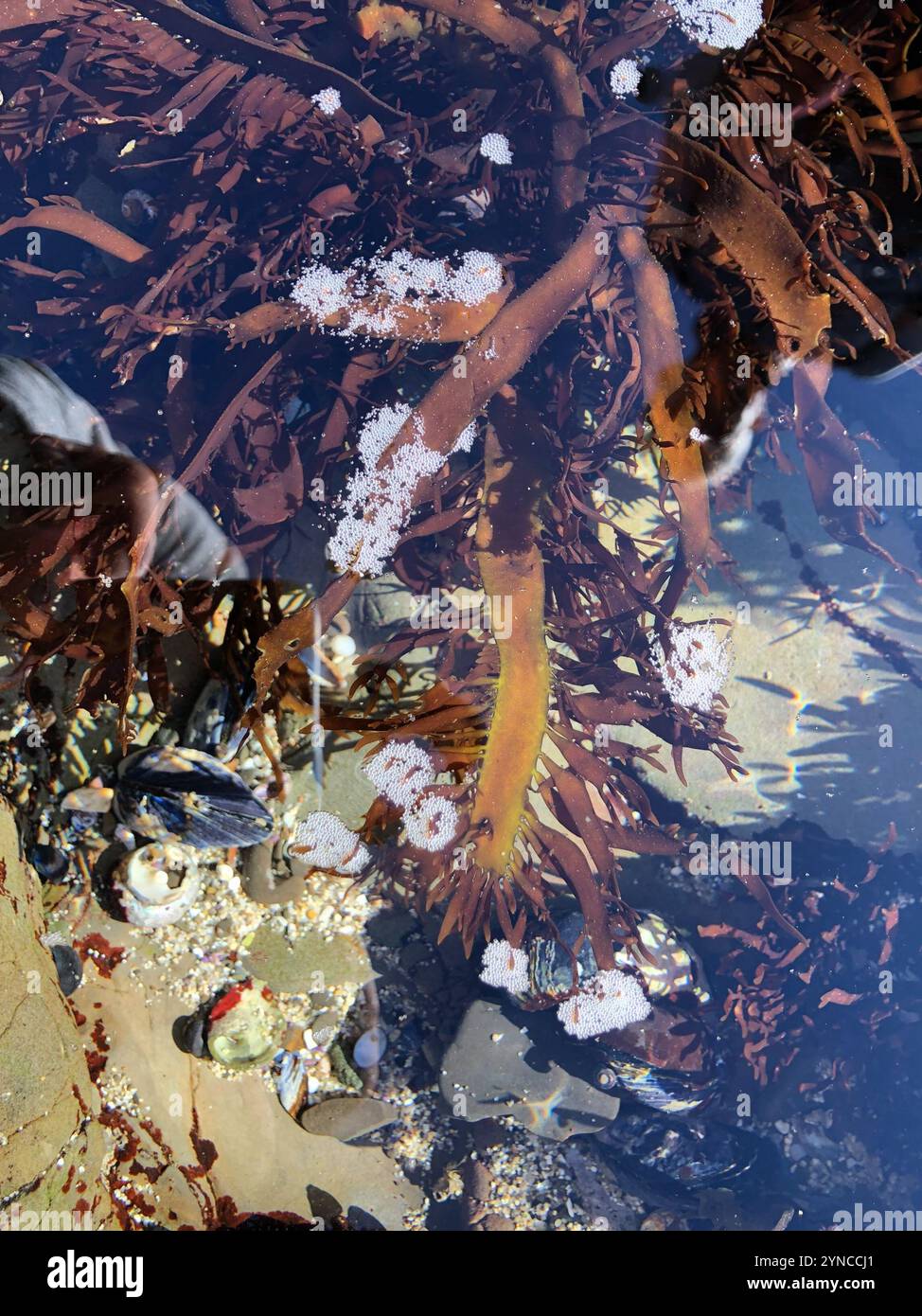 Bleach Weed (Prionitis sternbergii Stock Photo - Alamy