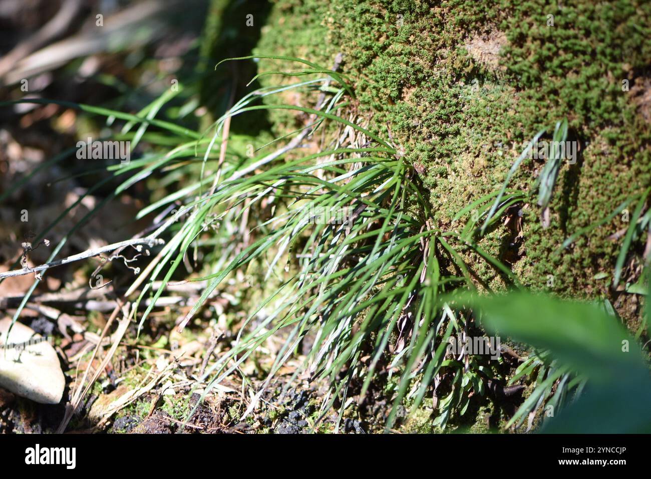 Shoestring Fern (Vittaria lineata Stock Photo - Alamy