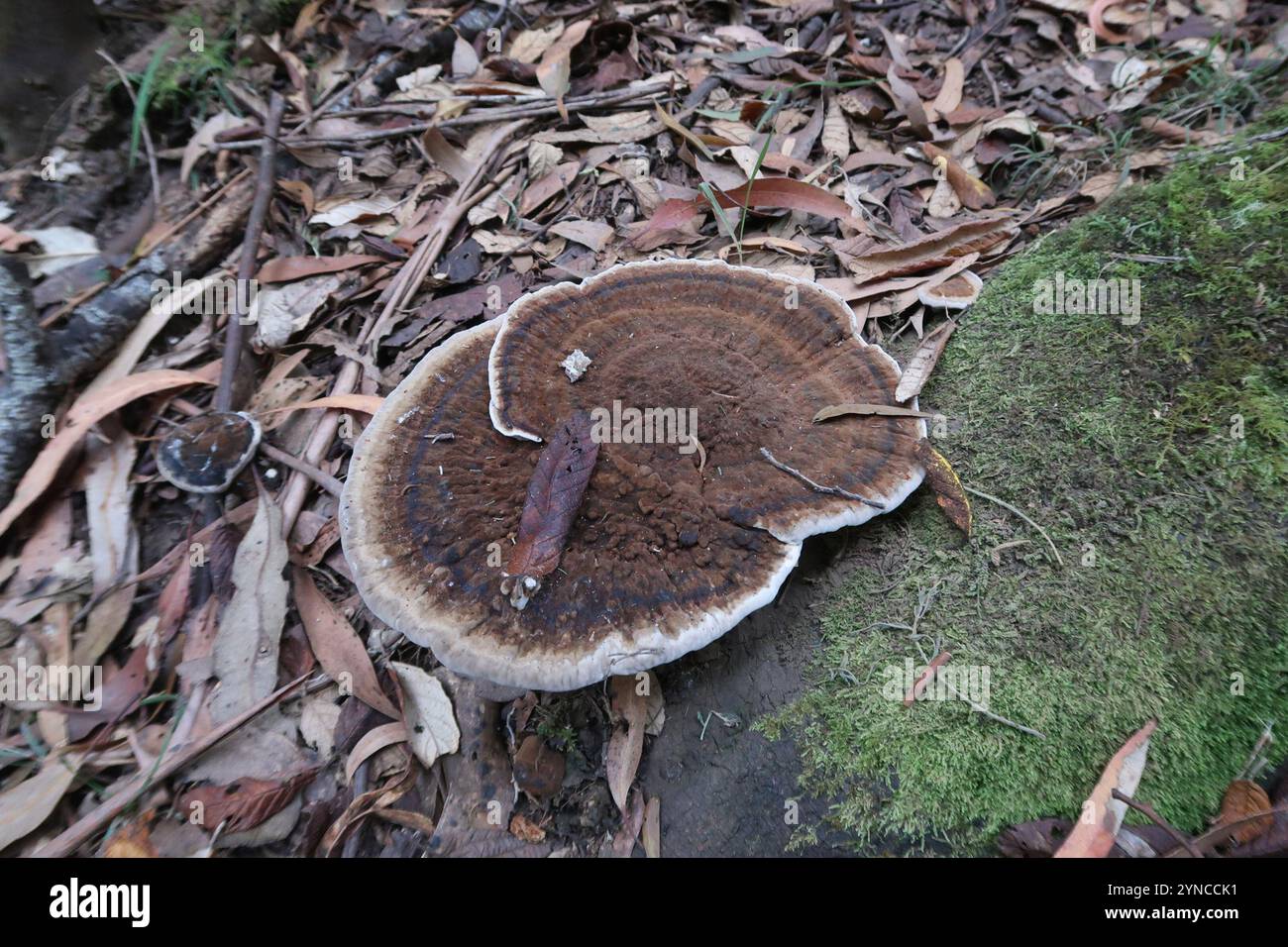 red-staining stalked polypore (Sanguinoderma rude Stock Photo - Alamy