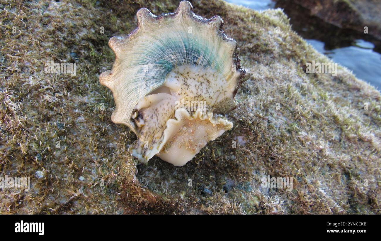 Toothed Top Shell (Tectus dentatus Stock Photo - Alamy