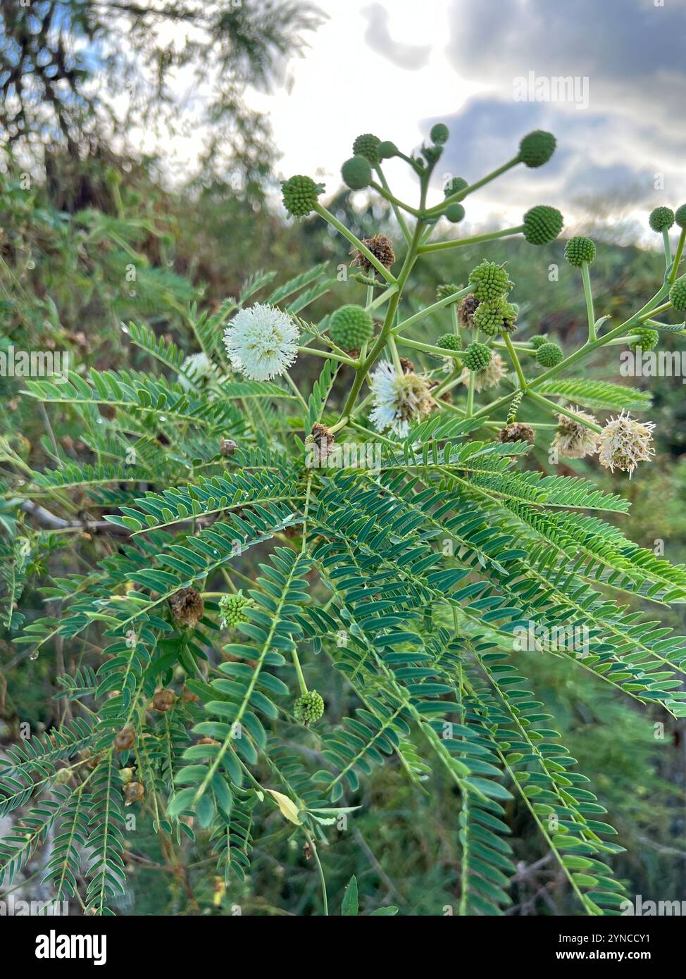 White leadtree (Leucaena leucocephala Stock Photo - Alamy