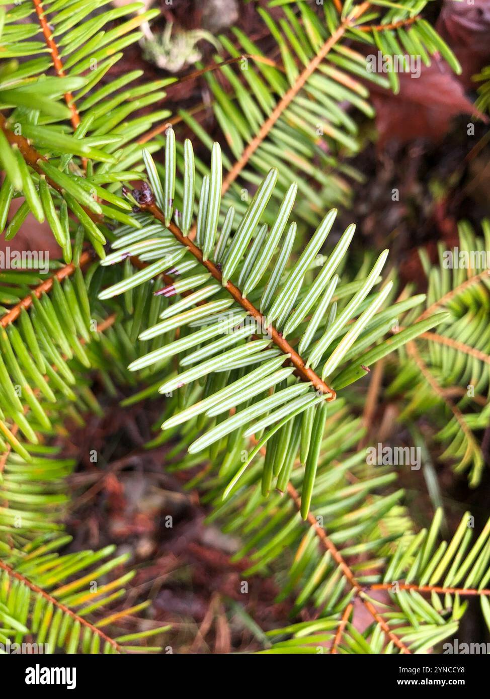 grand fir (Abies grandis Stock Photo - Alamy