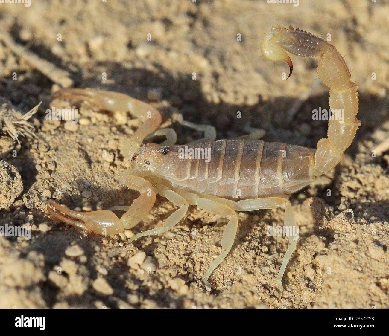 Mesobuthus hi-res stock photography and images - Alamy