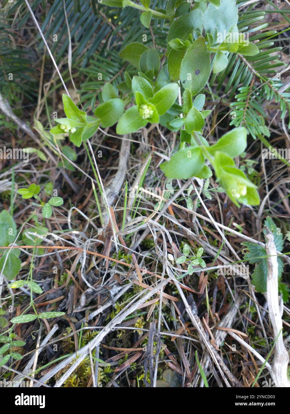 modesty (Whipplea modesta Stock Photo - Alamy