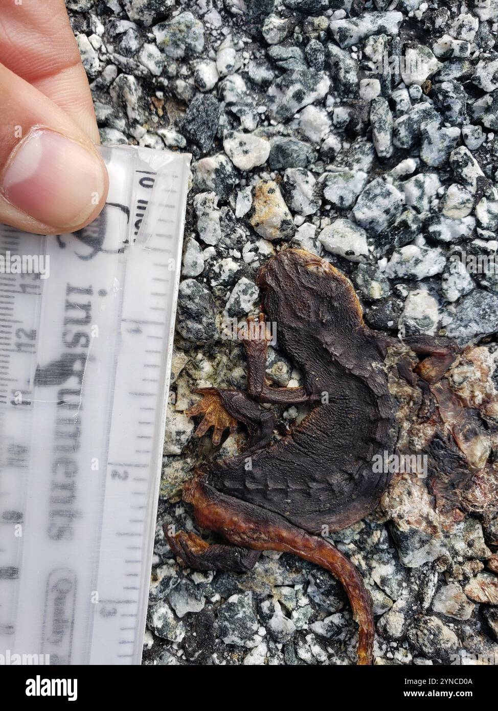 Pacific Newts (Taricha Stock Photo - Alamy