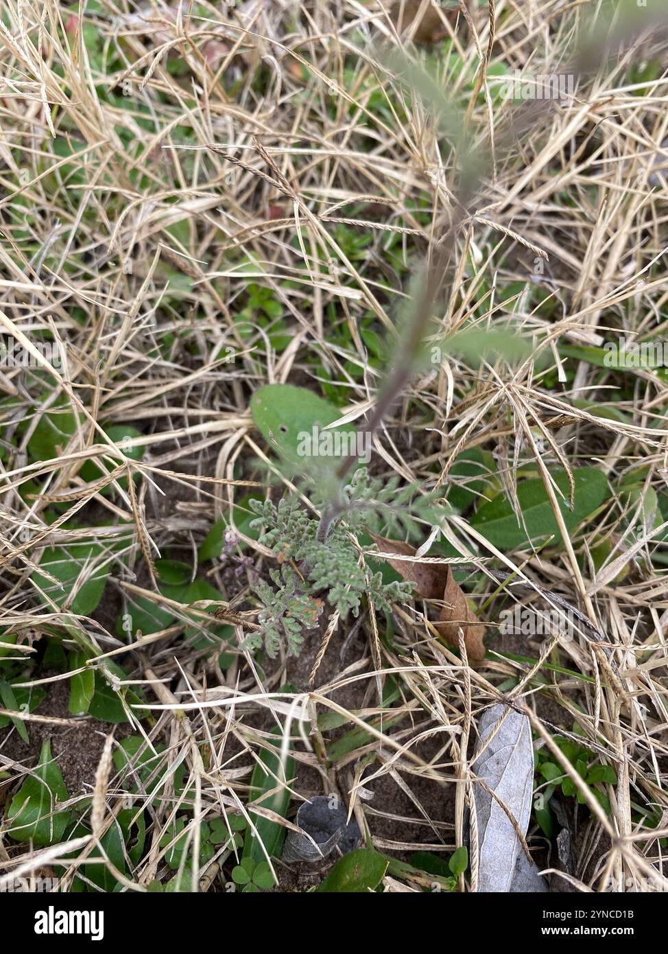Western Tansymustard (Descurainia pinnata Stock Photo - Alamy