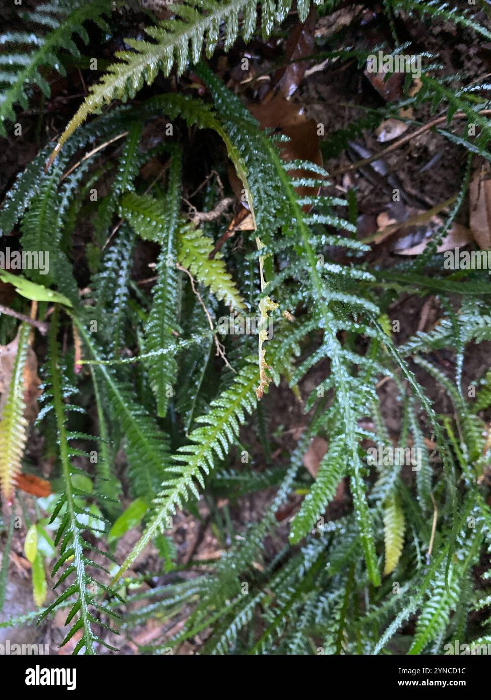 Small Rasp Fern (Doodia caudata Stock Photo - Alamy
