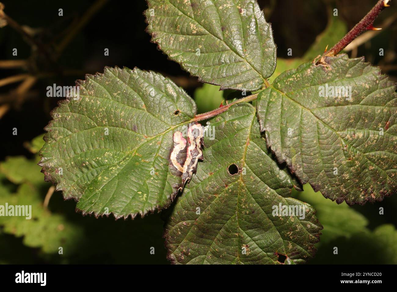 Golden Pigmy (Stigmella aurella Stock Photo - Alamy