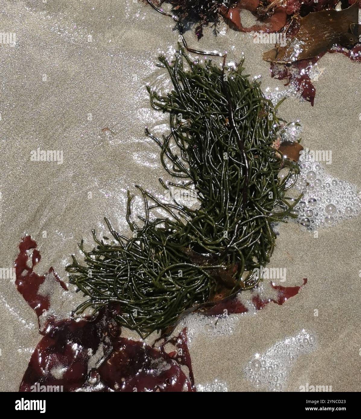 Dead Man's Fingers (Codium fragile Stock Photo - Alamy