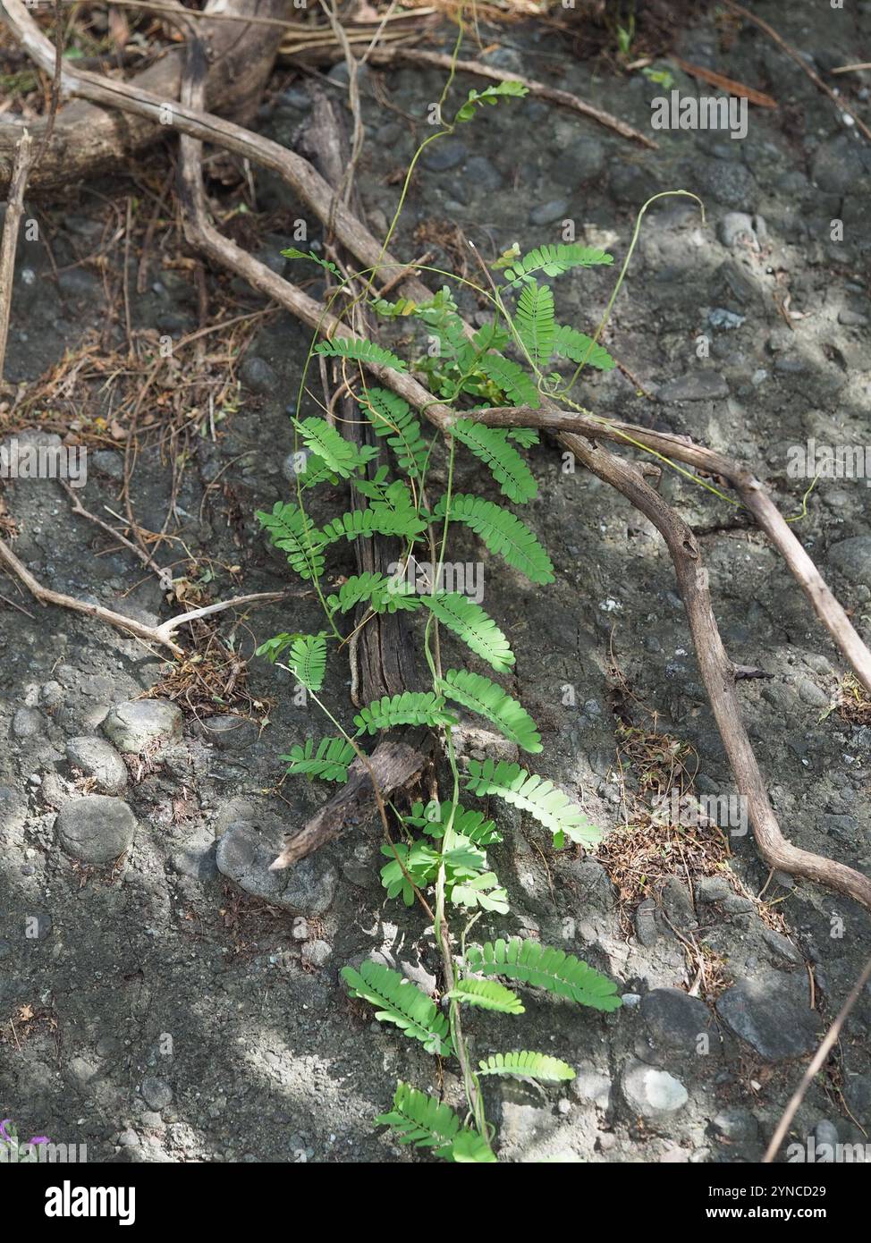 rosary pea (Abrus precatorius Stock Photo - Alamy
