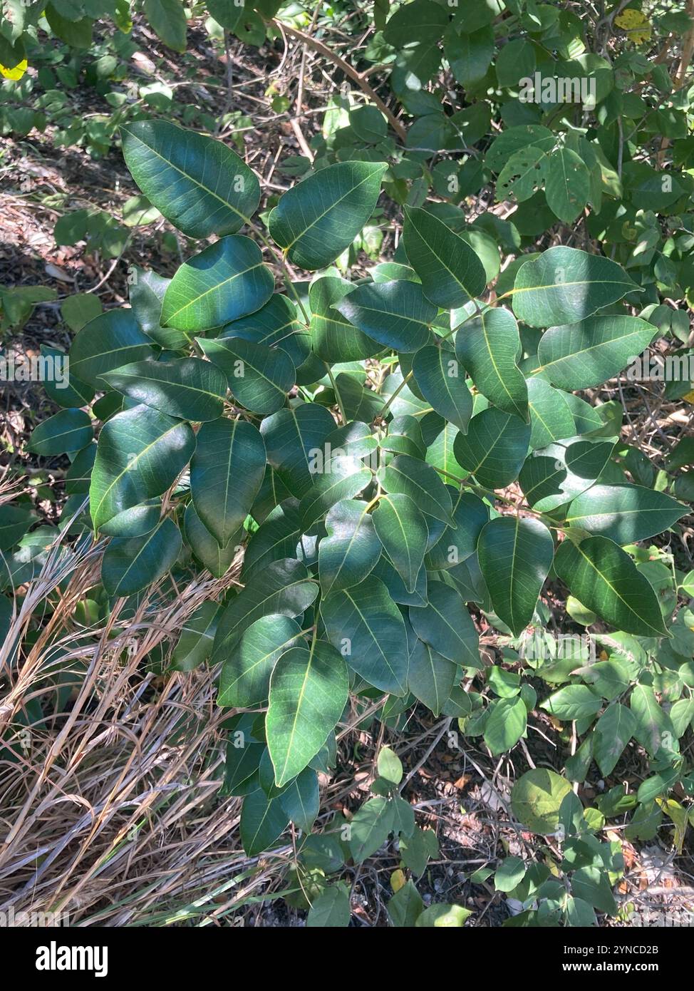 Poisonwood hi-res stock photography and images - Alamy