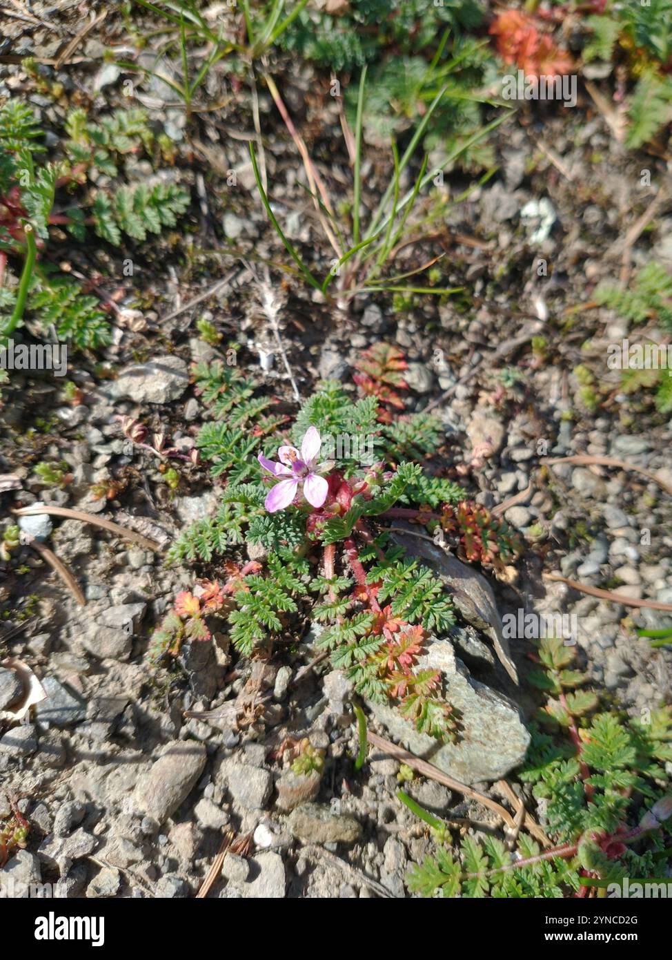 Redstem Stork's-bill (Erodium cicutarium Stock Photo - Alamy
