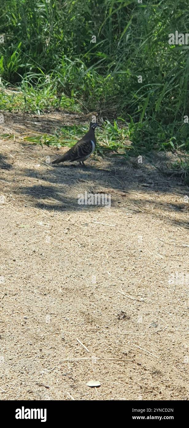 Squatter Pigeon (Geophaps scripta Stock Photo - Alamy