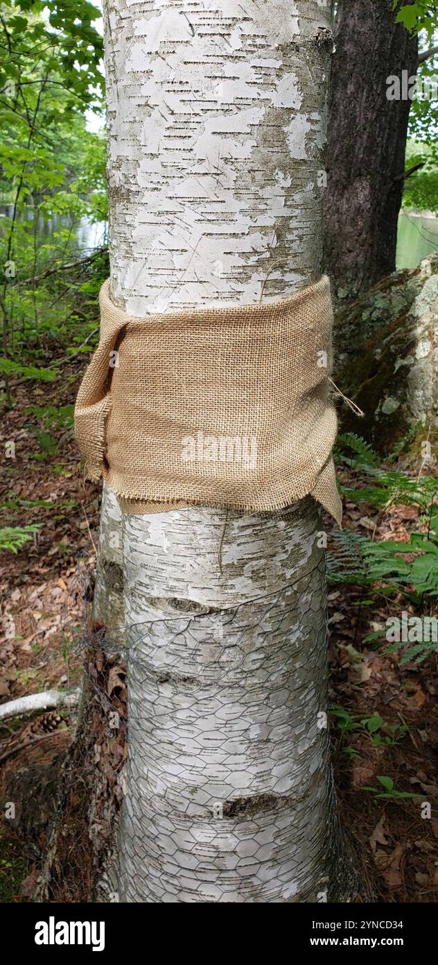 gray birch (Betula populifolia Stock Photo - Alamy