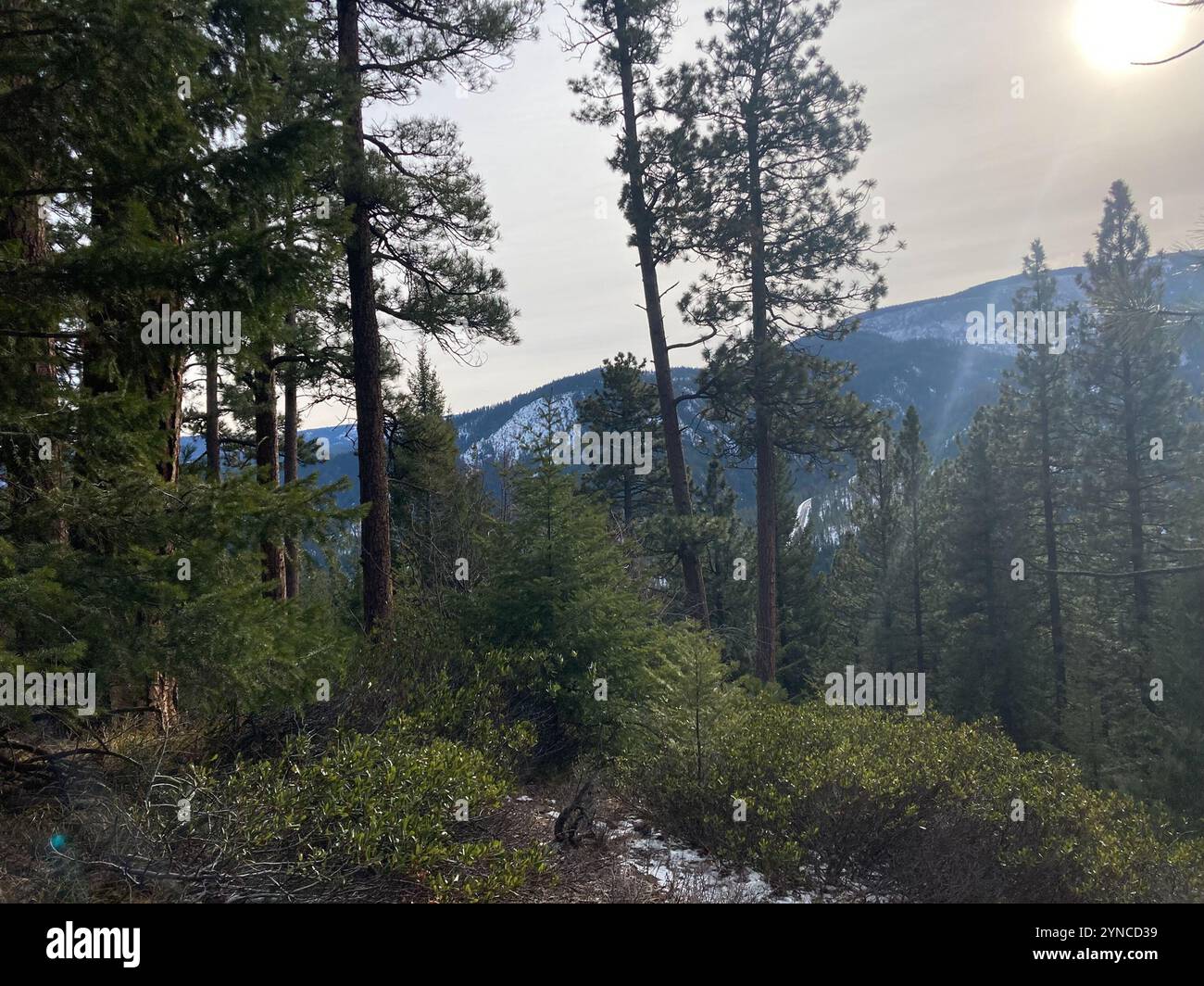 Ponderosa Pine (Pinus ponderosa Stock Photo - Alamy