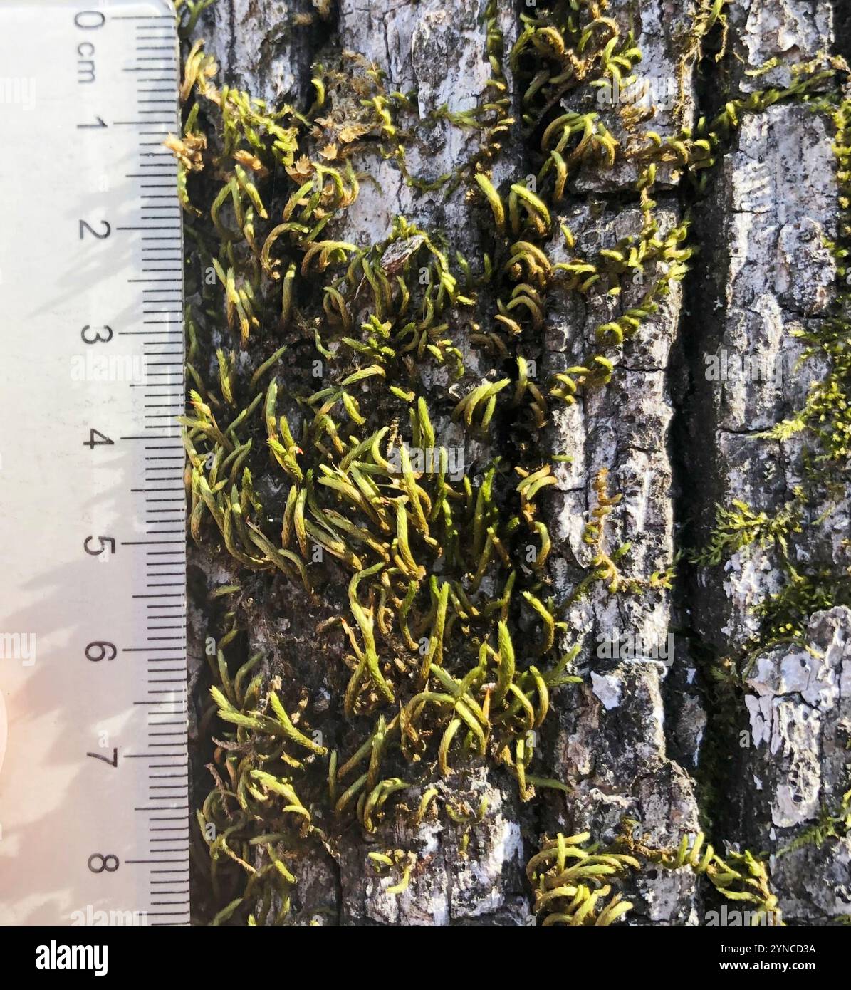 squirrel-tail moss (Leucodon sciuroides Stock Photo - Alamy