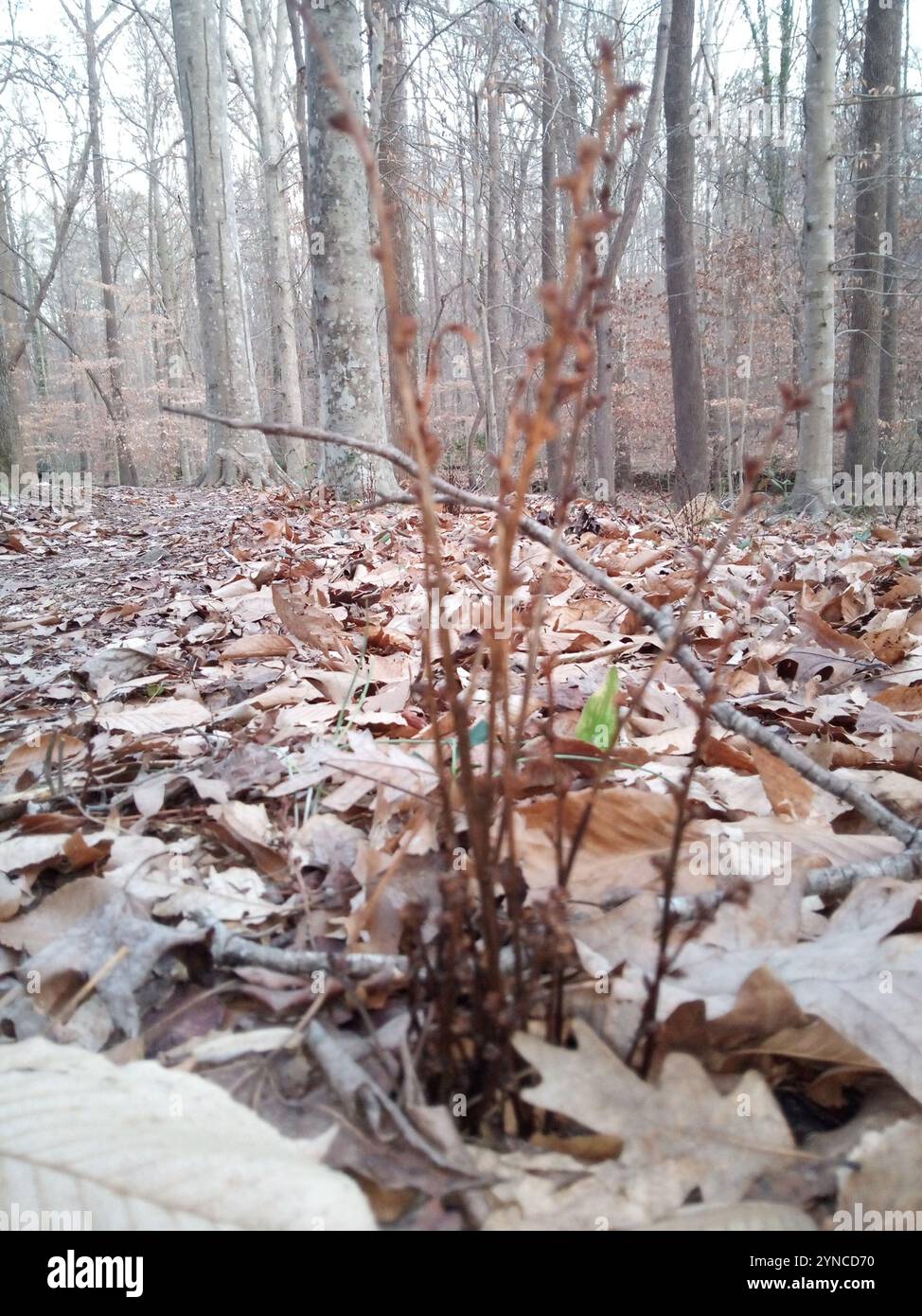 Beechdrops (Epifagus virginiana Stock Photo - Alamy