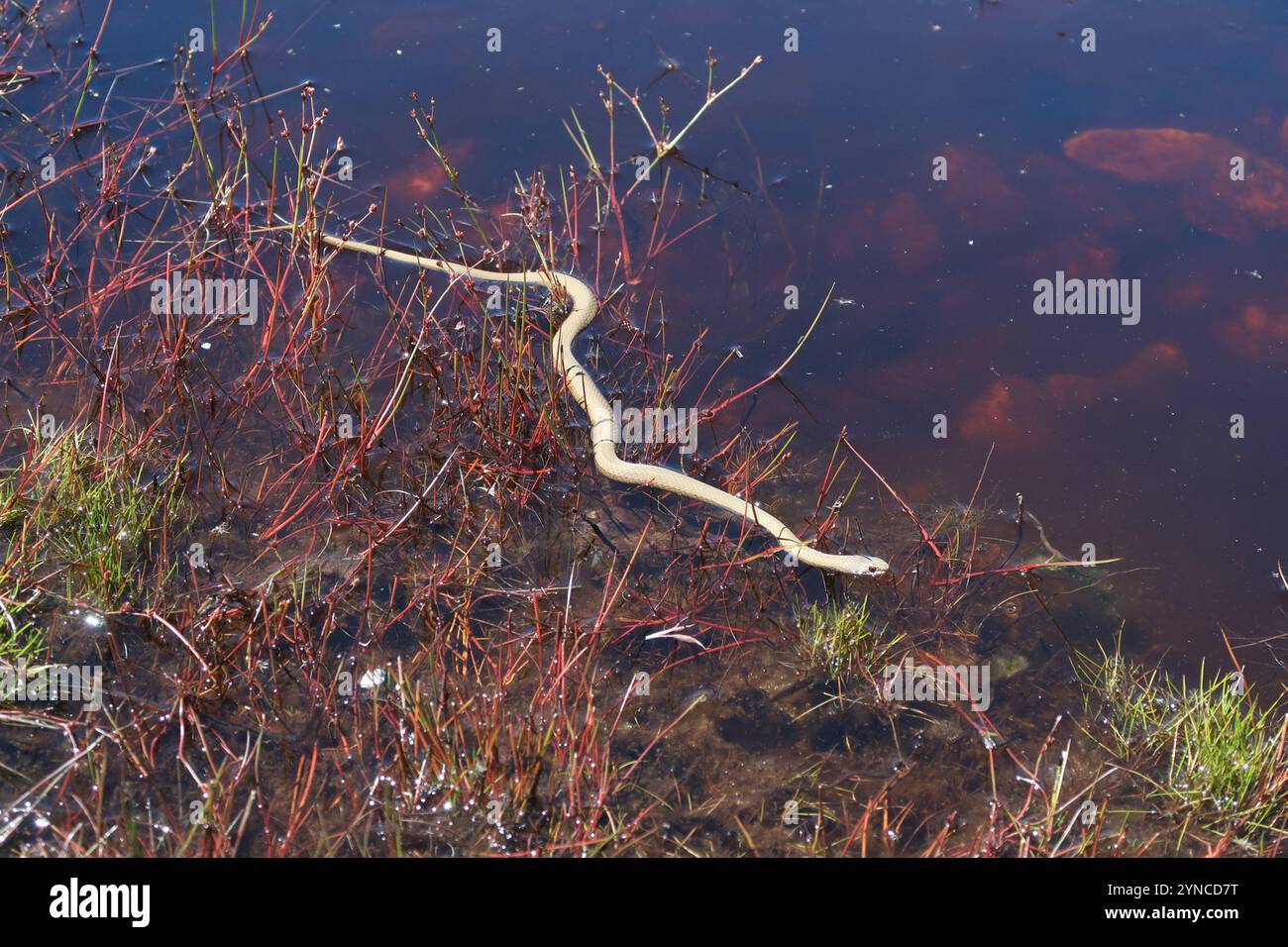 White-lipped Snake (Drysdalia coronoides Stock Photo - Alamy