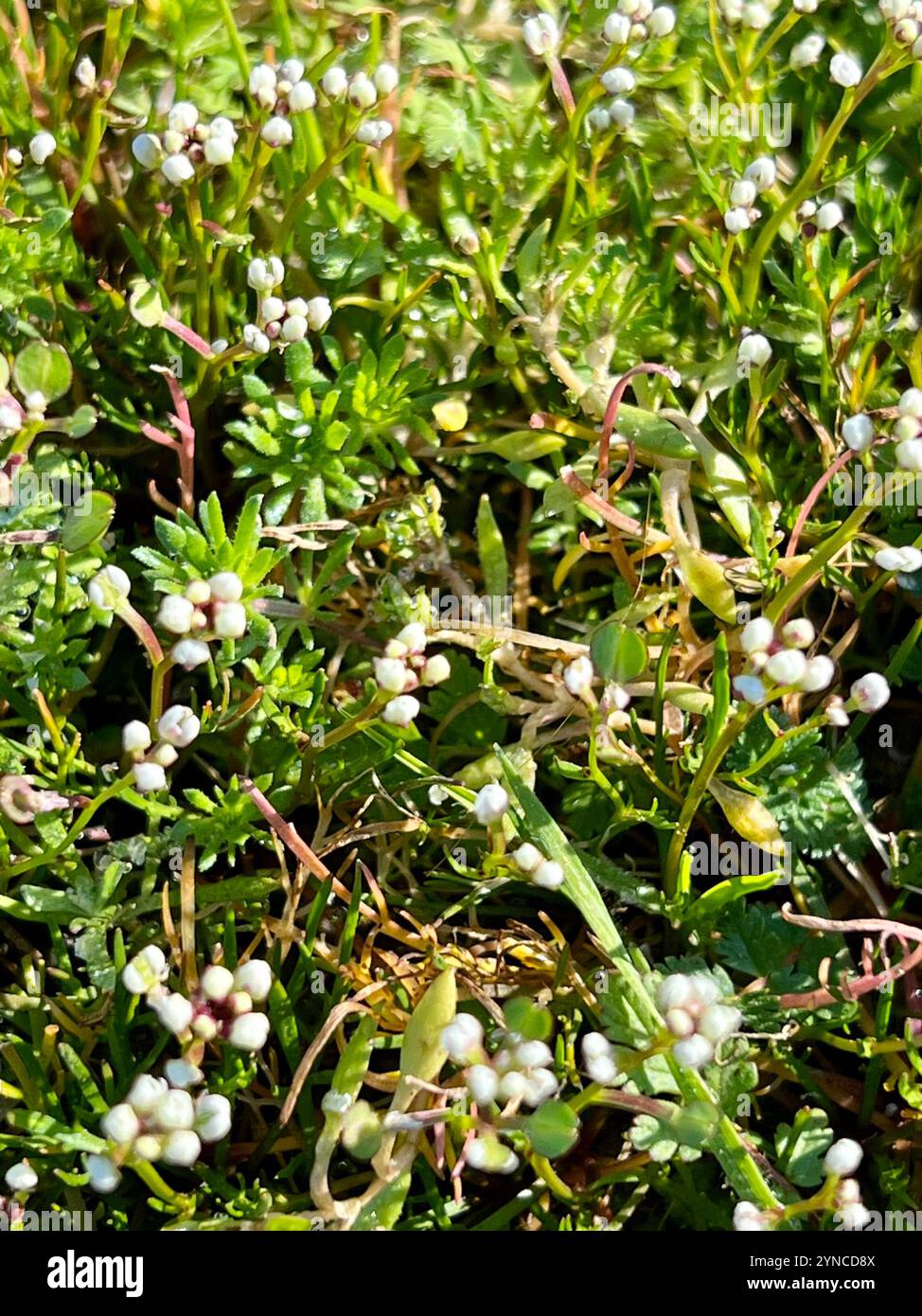 Shining Pepperweed (Lepidium nitidum Stock Photo - Alamy