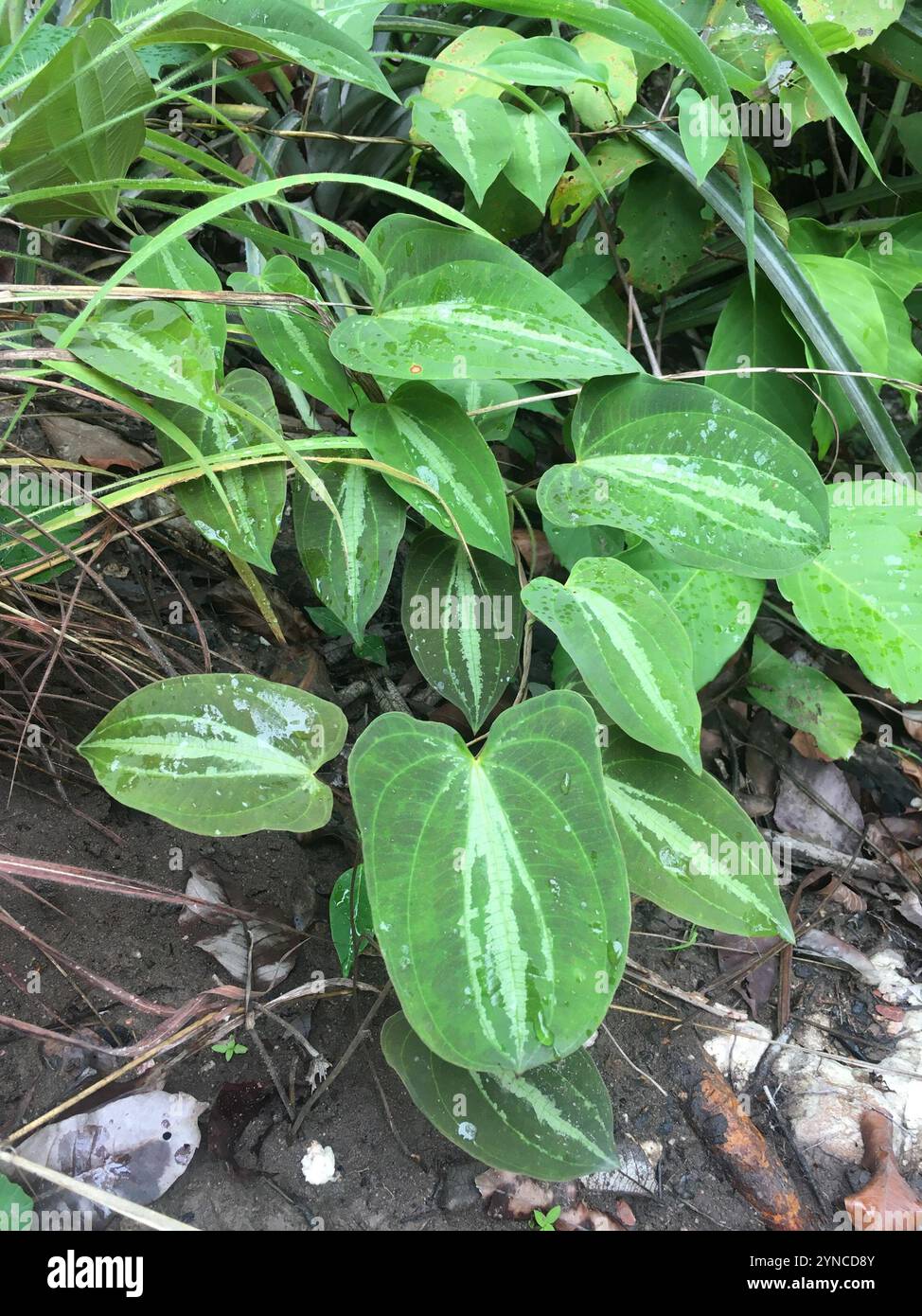 Dioscorea dodecaneura hi-res stock photography and images - Alamy