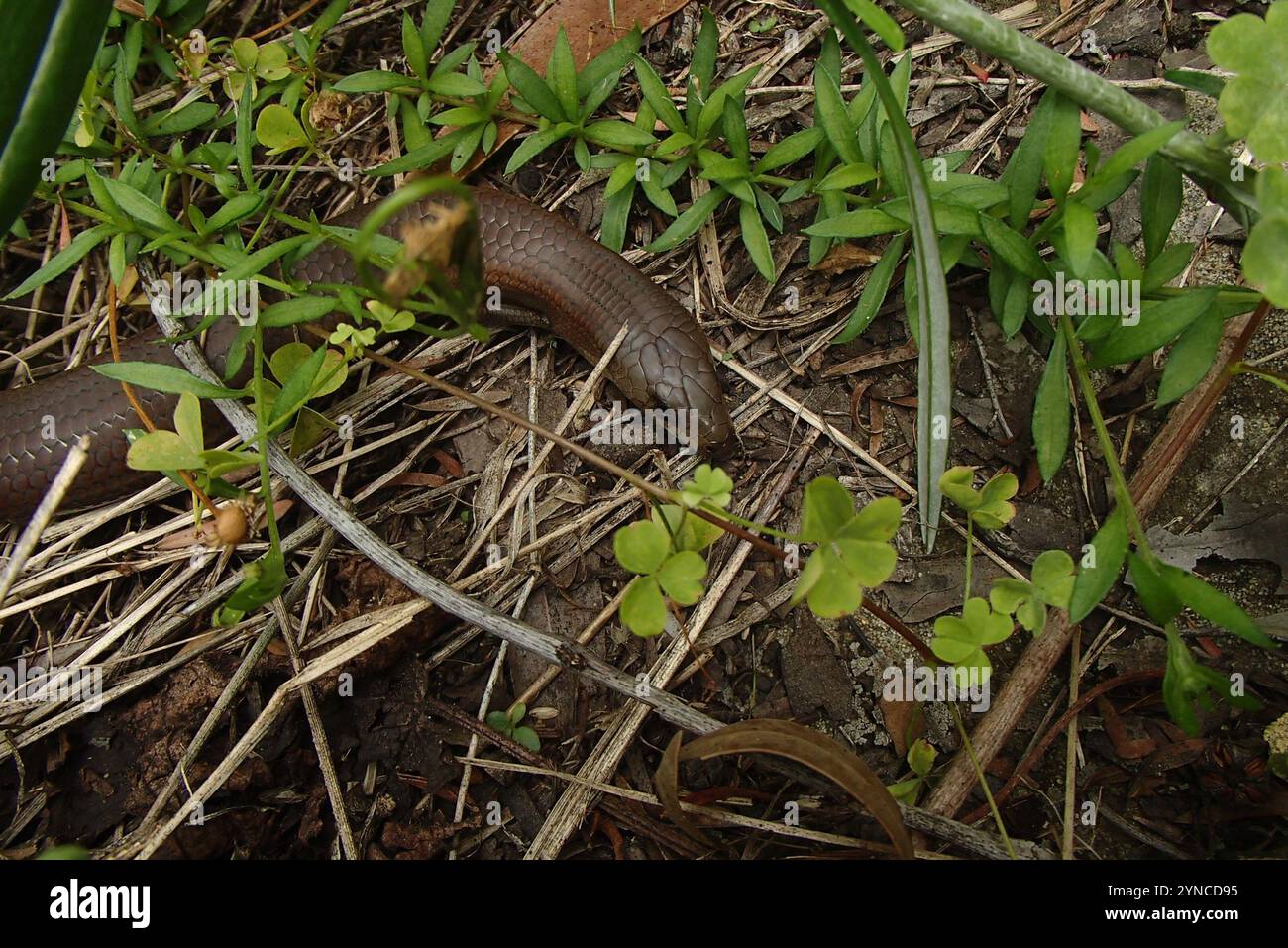 Mainland Sheoak Skink (Cyclodomorphus michaeli Stock Photo - Alamy
