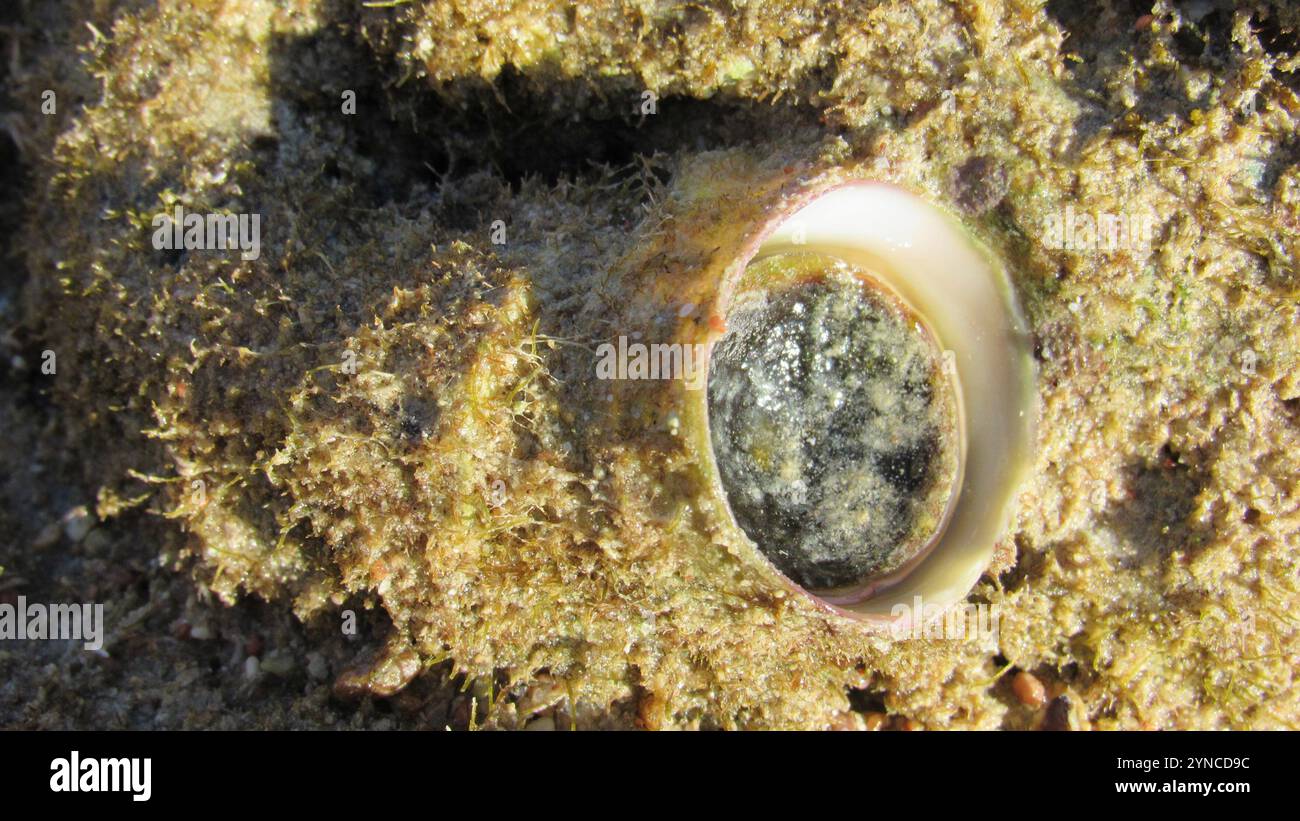 Vermetidae hi-res stock photography and images - Alamy