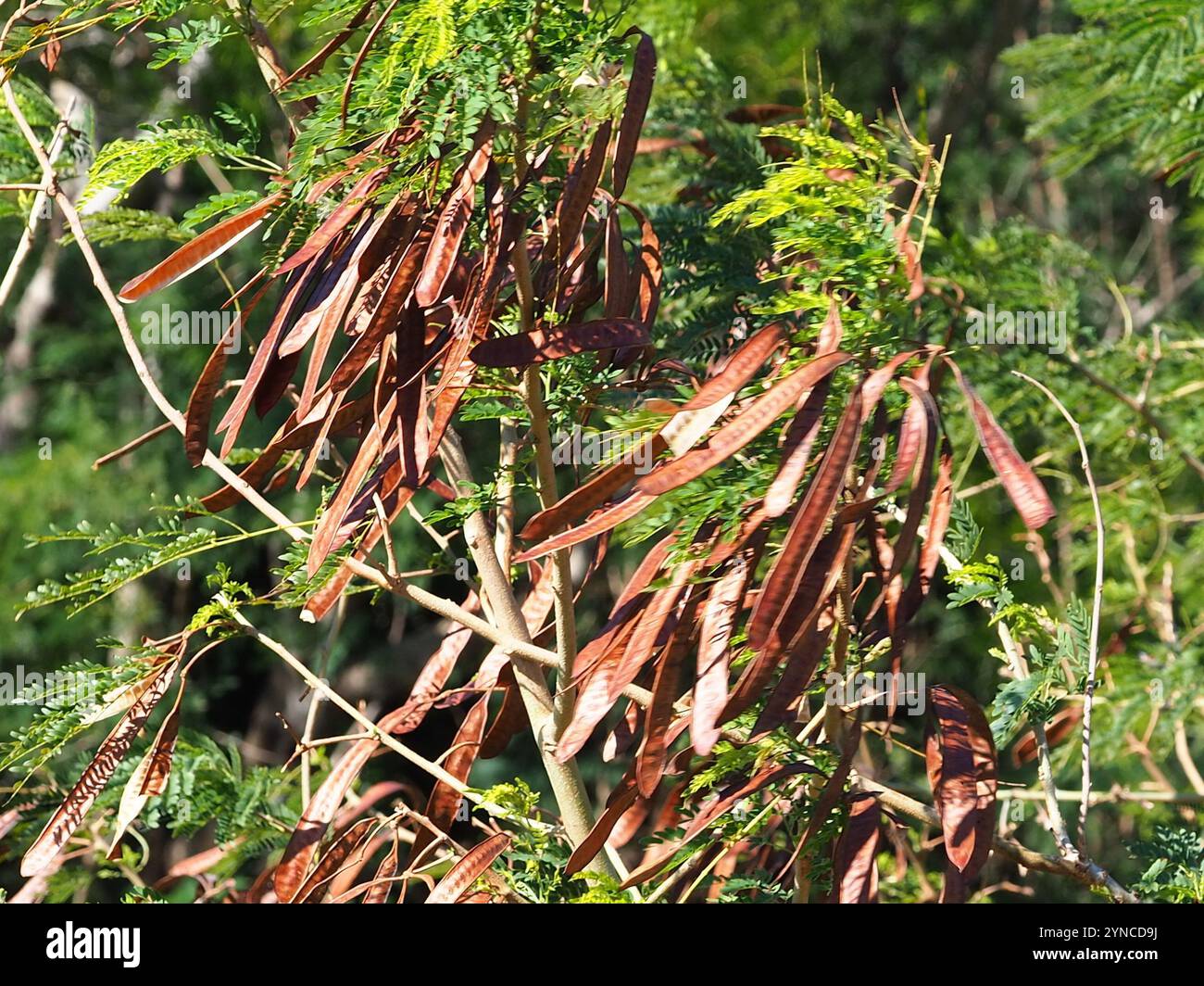 White leadtree (Leucaena leucocephala Stock Photo - Alamy