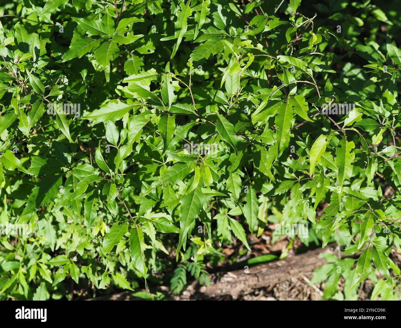 Five-leaved chaste tree (Vitex negundo Stock Photo - Alamy