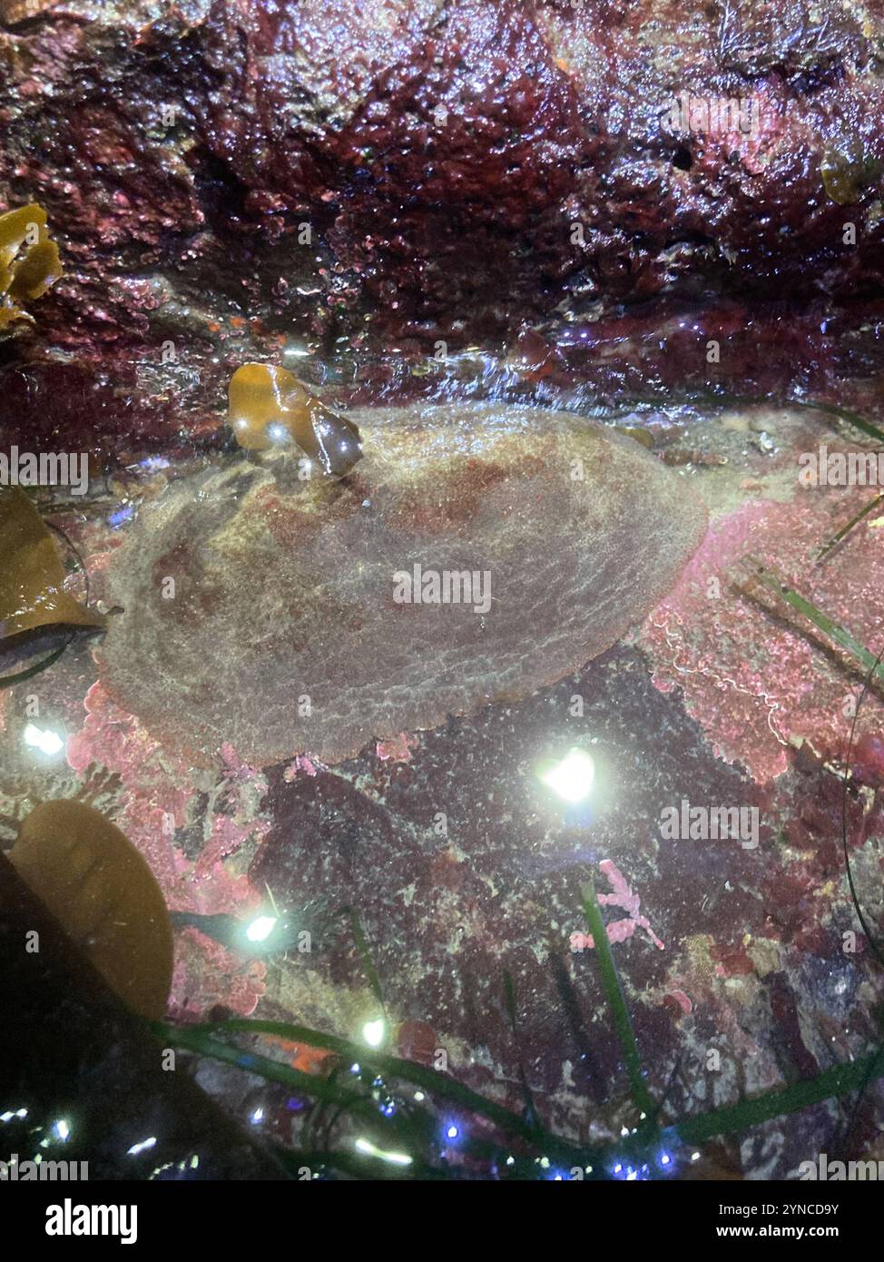Gumboot Chiton (Cryptochiton stelleri Stock Photo - Alamy