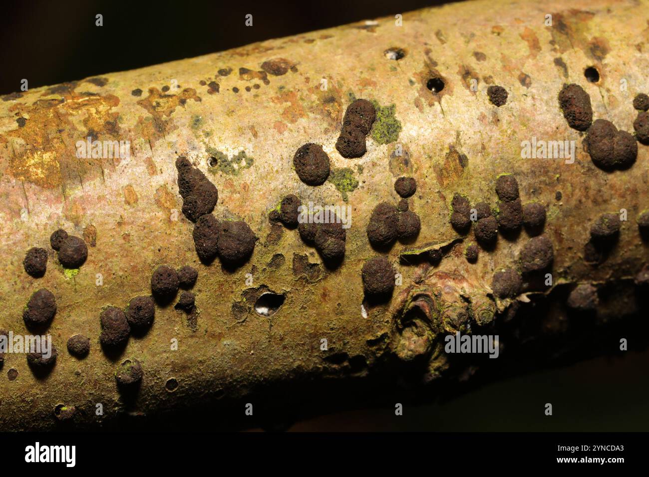 Hazel Woodwart (Hypoxylon fuscum Stock Photo - Alamy