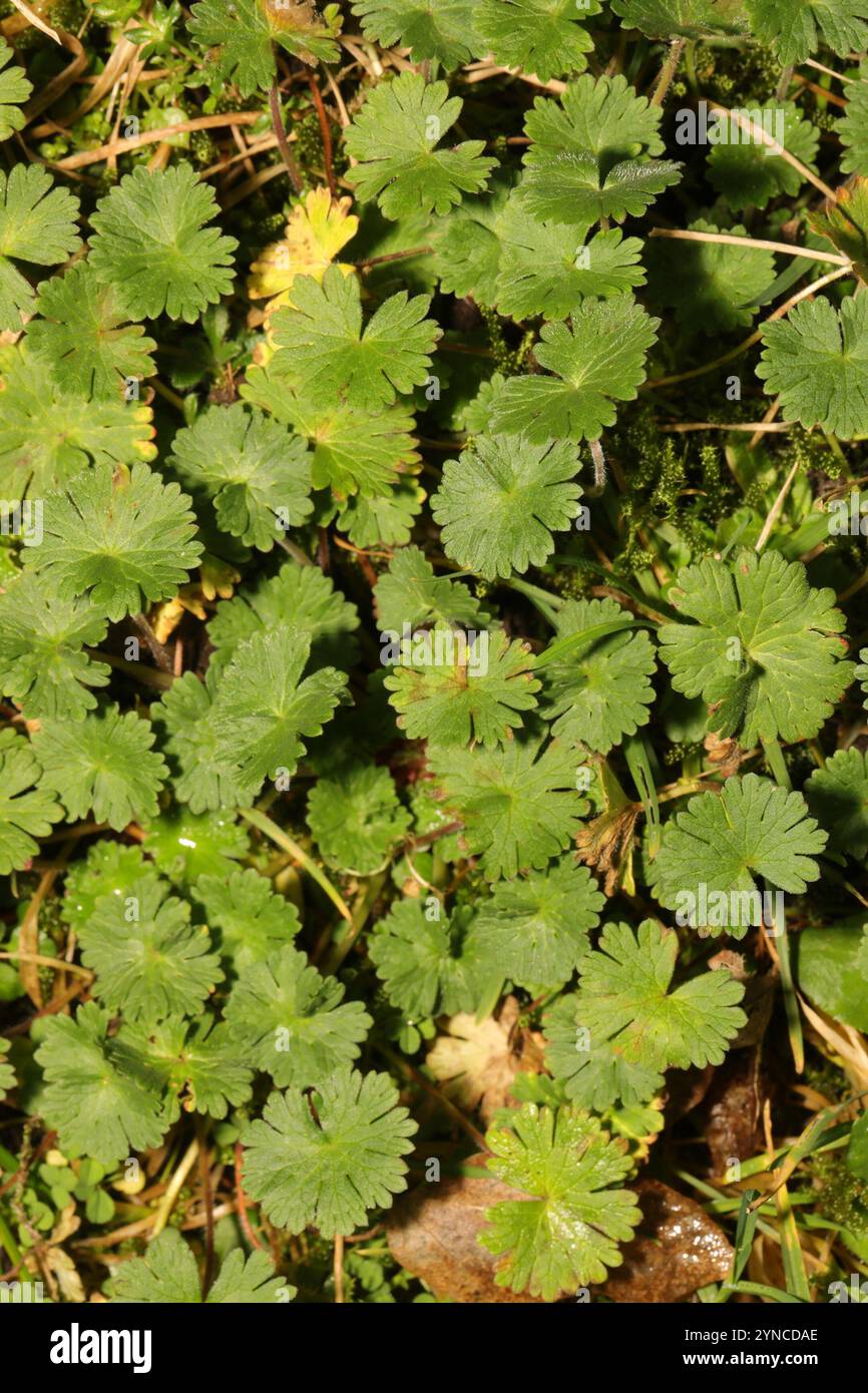 Dove's-foot crane's-bill (Geranium molle Stock Photo - Alamy