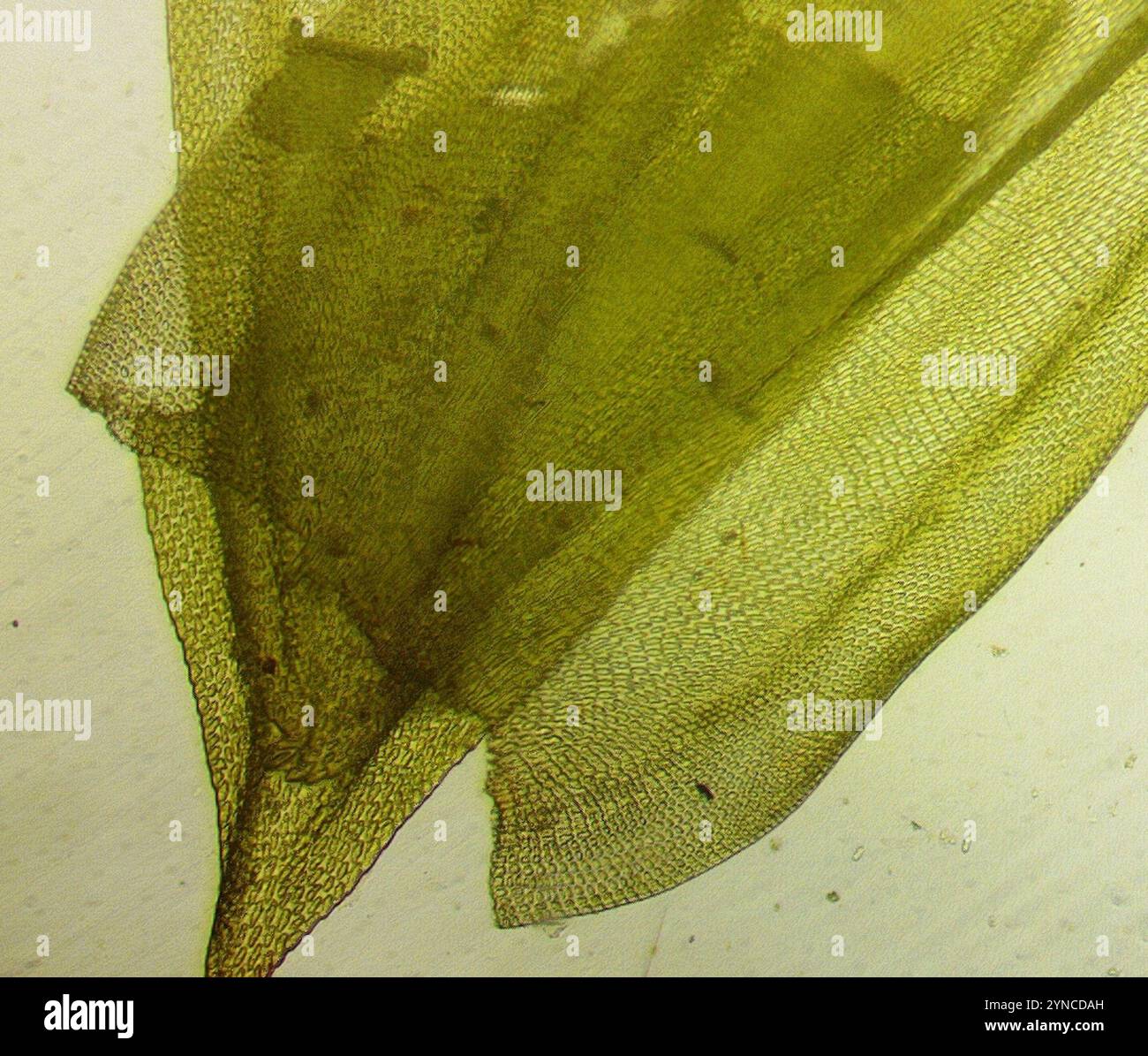 squirrel-tail moss (Leucodon sciuroides Stock Photo - Alamy