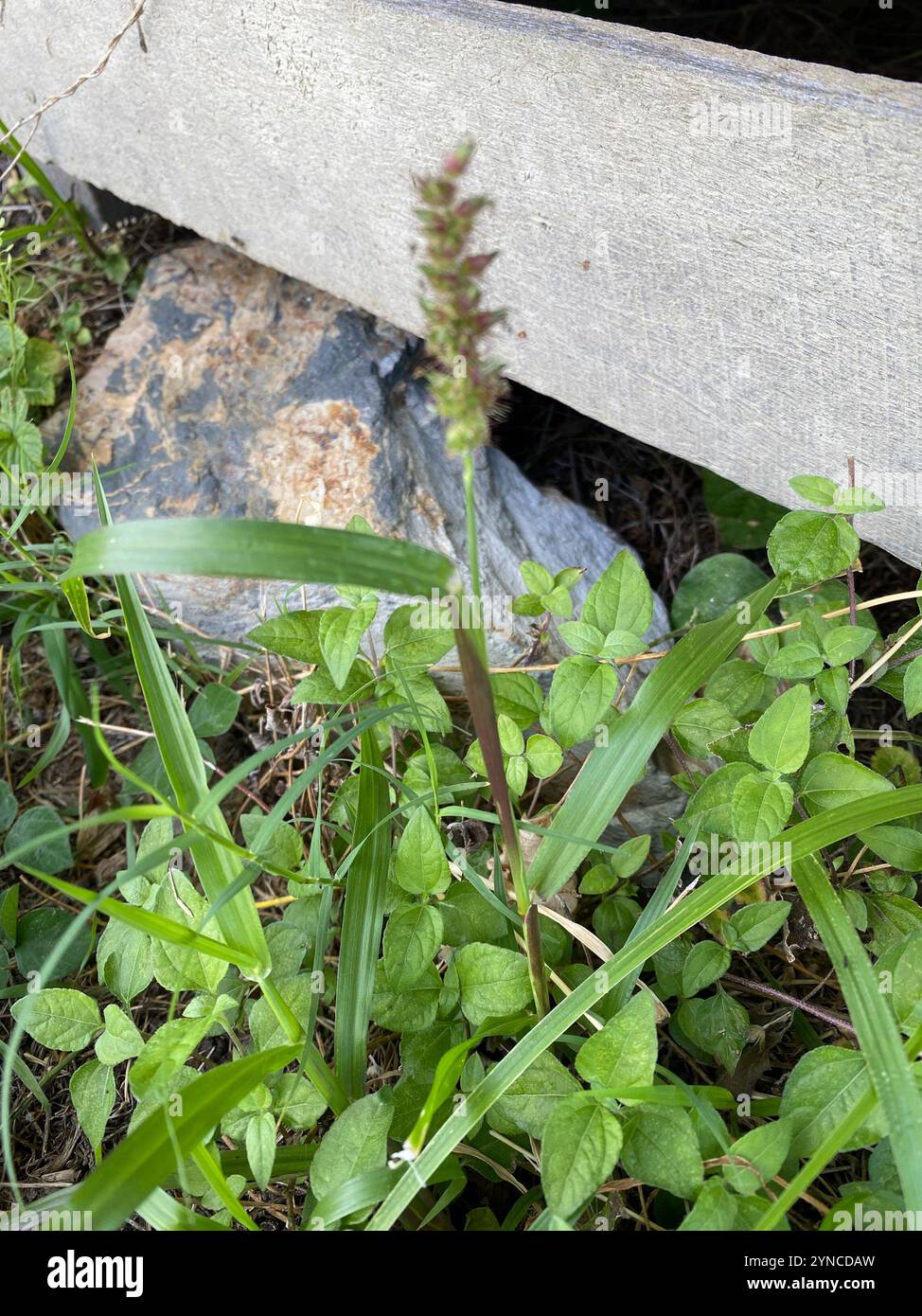 Southern Sandbur (Cenchrus echinatus Stock Photo - Alamy
