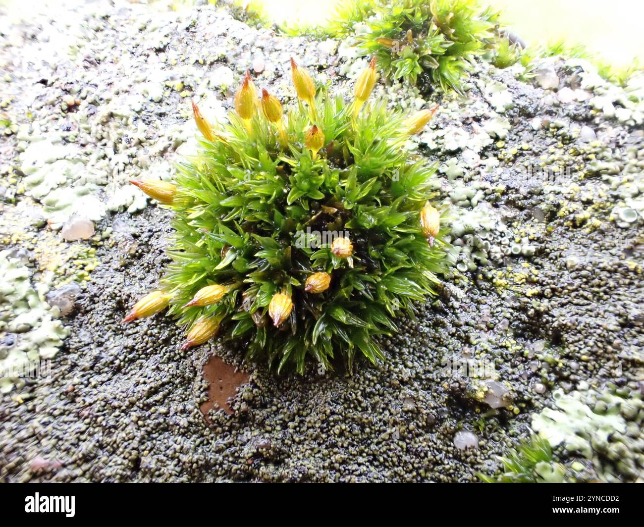 Anomalous Bristle-moss (Orthotrichum anomalum Stock Photo - Alamy