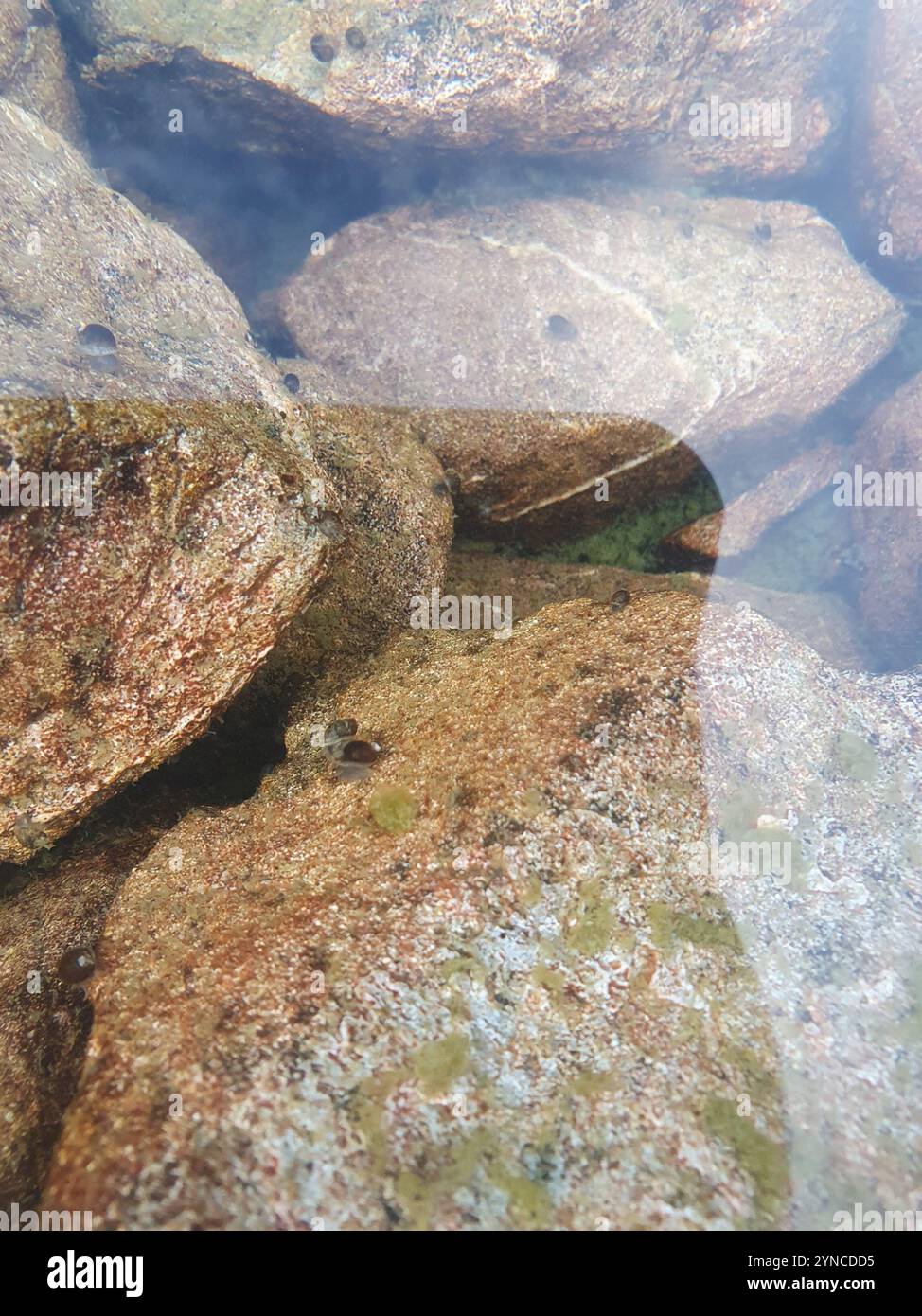 Big-eared Radix (Radix auricularia Stock Photo - Alamy