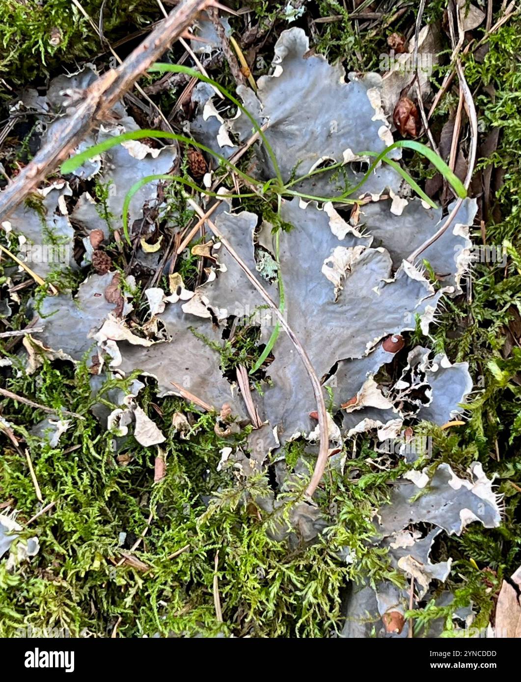 tree pelt lichen (Peltigera collina Stock Photo - Alamy