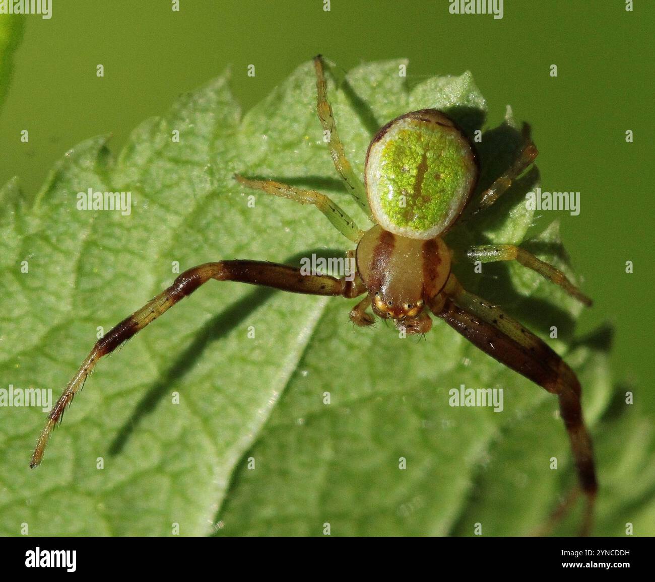 Ebrechtella tricuspidata hi-res stock photography and images - Alamy