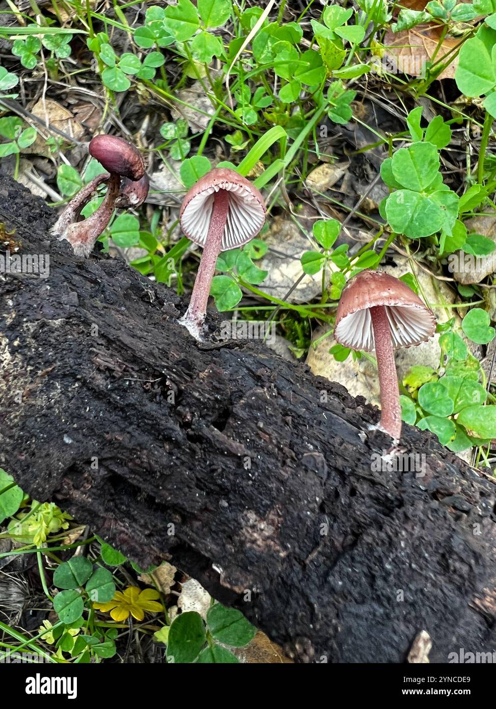Bleeding Fairy Helmet (Mycena haematopus Stock Photo - Alamy