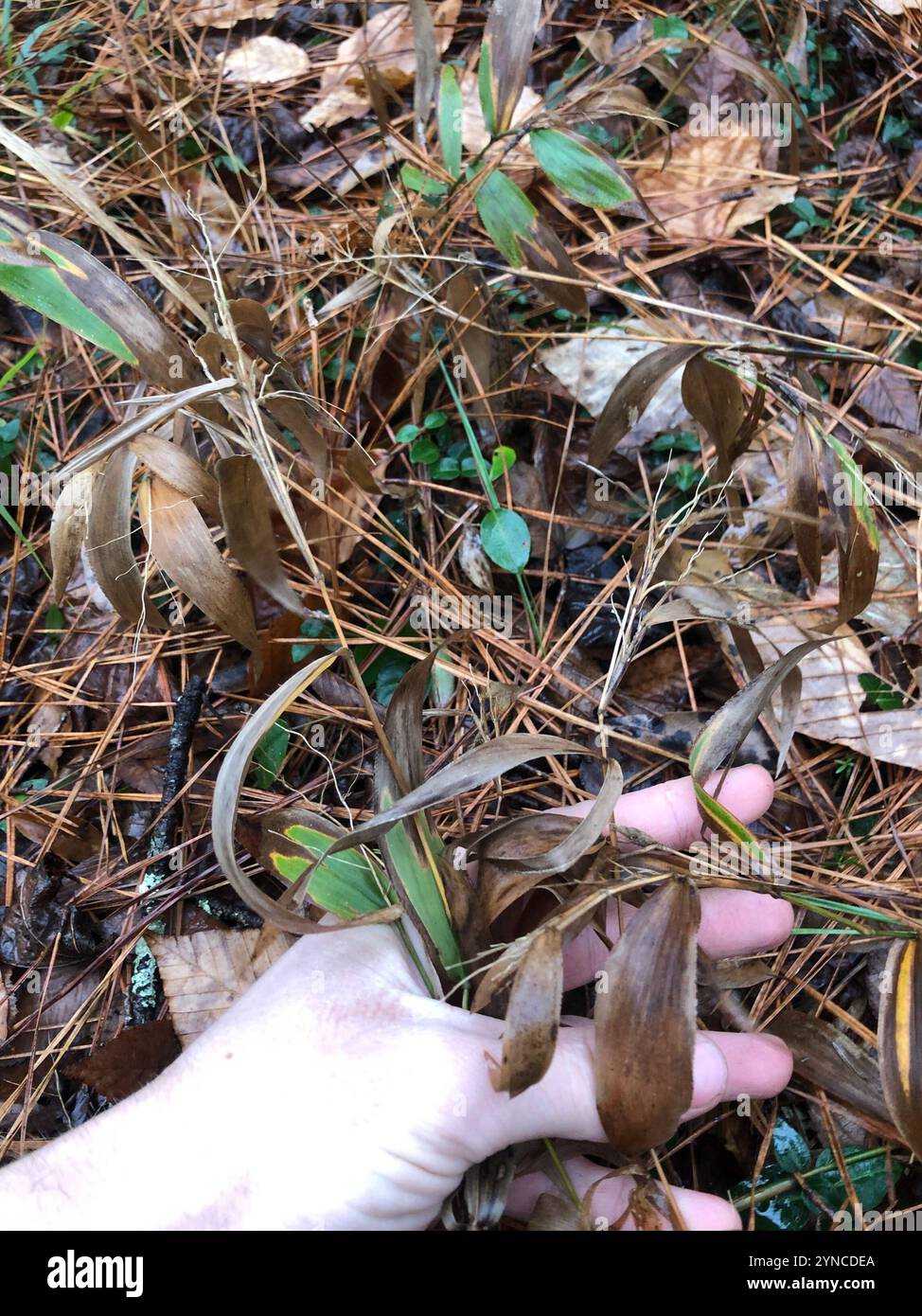 Variable Witchgrass (Dichanthelium commutatum commutatum Stock Photo ...