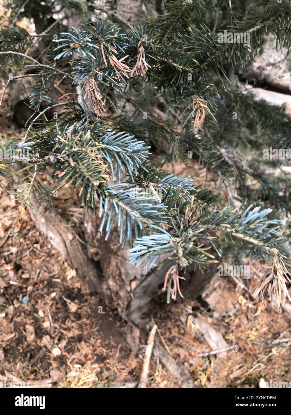 subalpine fir (Abies lasiocarpa Stock Photo - Alamy