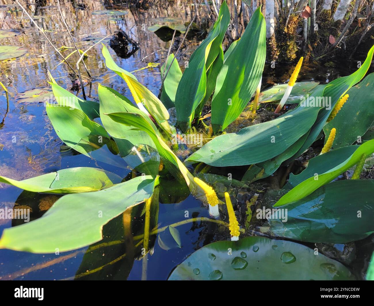 Orontium golden club hi-res stock photography and images - Alamy