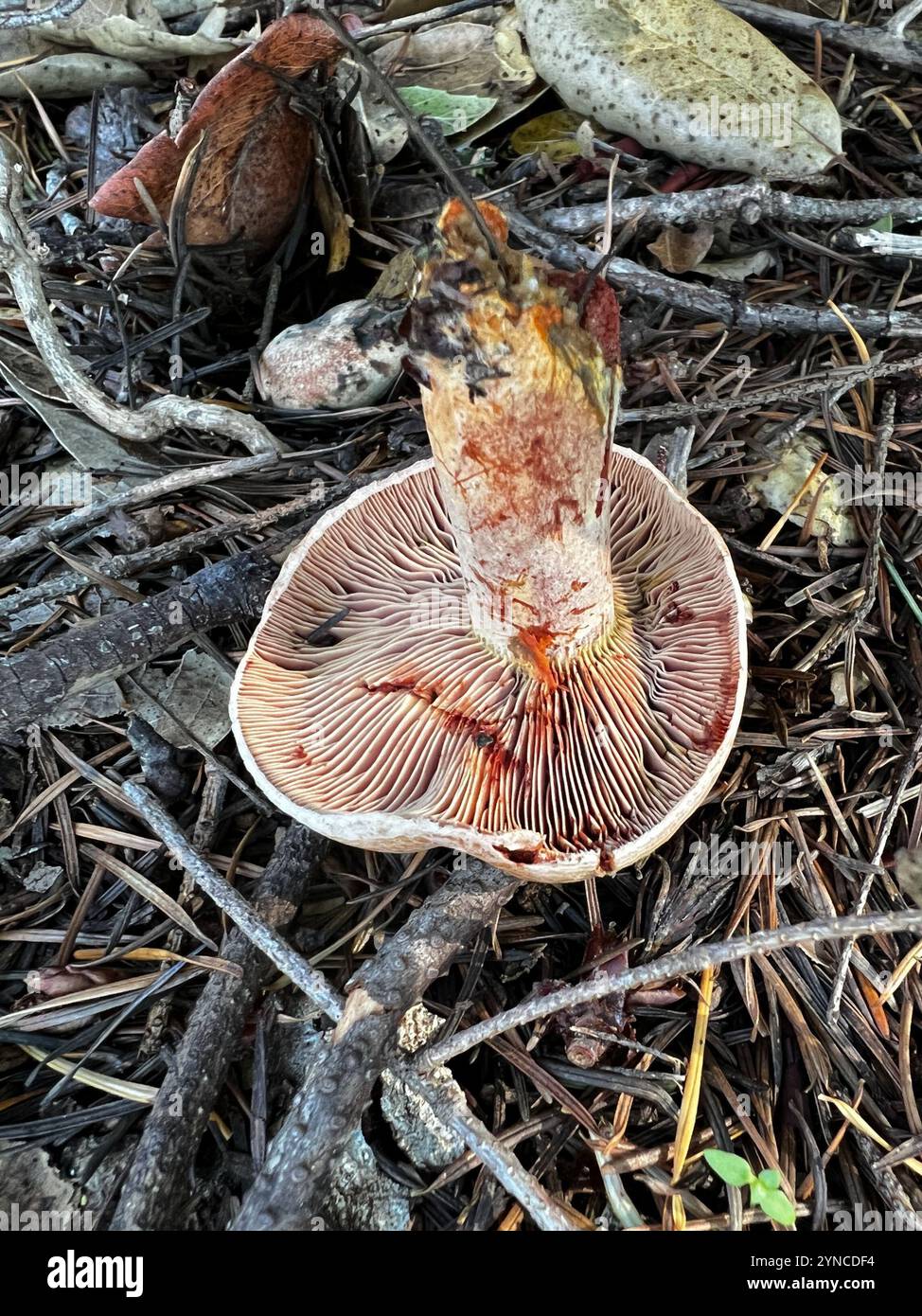Red-bleeding Milk Cap (Lactarius rubrilacteus Stock Photo - Alamy