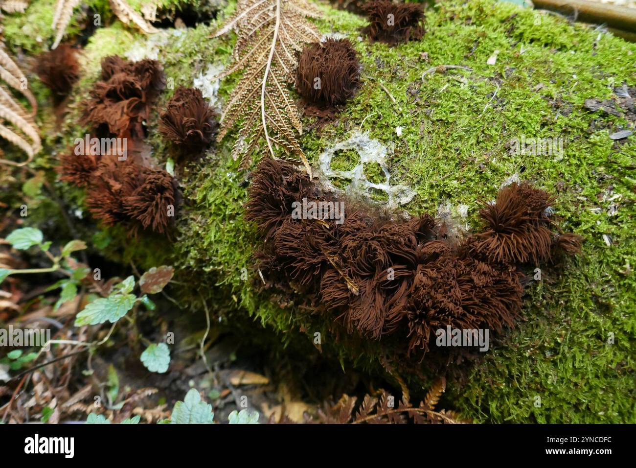 chocolate tube slime (Stemonitis splendens Stock Photo - Alamy