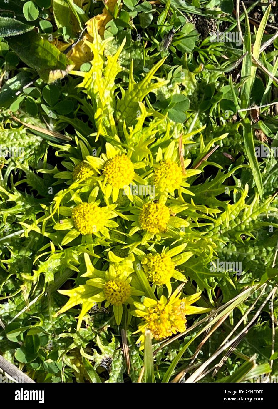 Sanicula arctopoides hi-res stock photography and images - Alamy