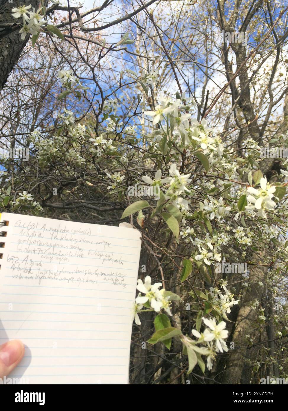 Running Serviceberry (Amelanchier stolonifera Stock Photo - Alamy