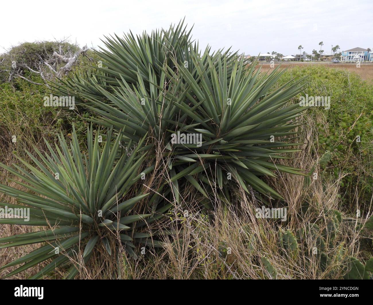 Spanish dagger (Yucca treculiana Stock Photo - Alamy